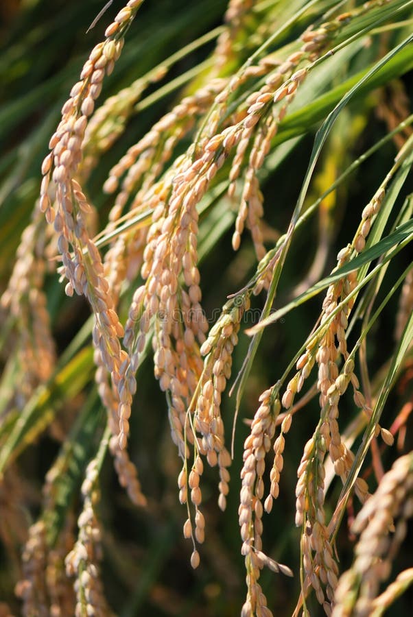 Reispflanze stockbild. Bild von landwirtschaft, feld - 11178619