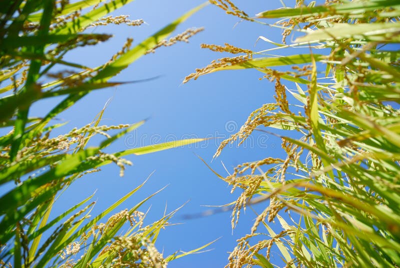 Reispflanze stockbild. Bild von landwirtschaft, feld - 11178619