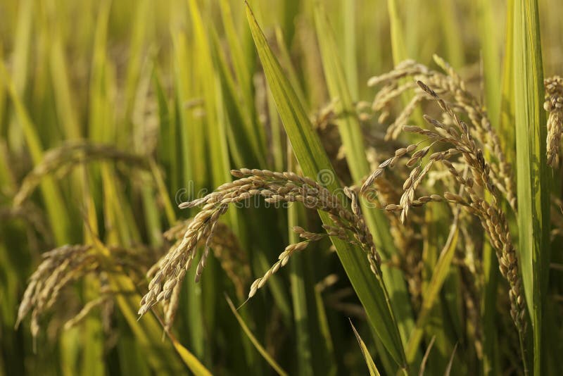 Reisfeld in Vietnam stockfoto. Bild von bewässerung, reise - 17222308