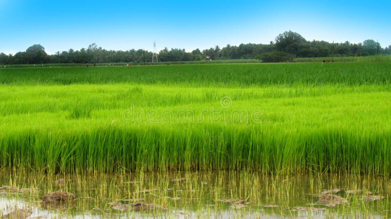 Reis-Feld stockbild. Bild von land, wachsen, gras, bunt - 3534773