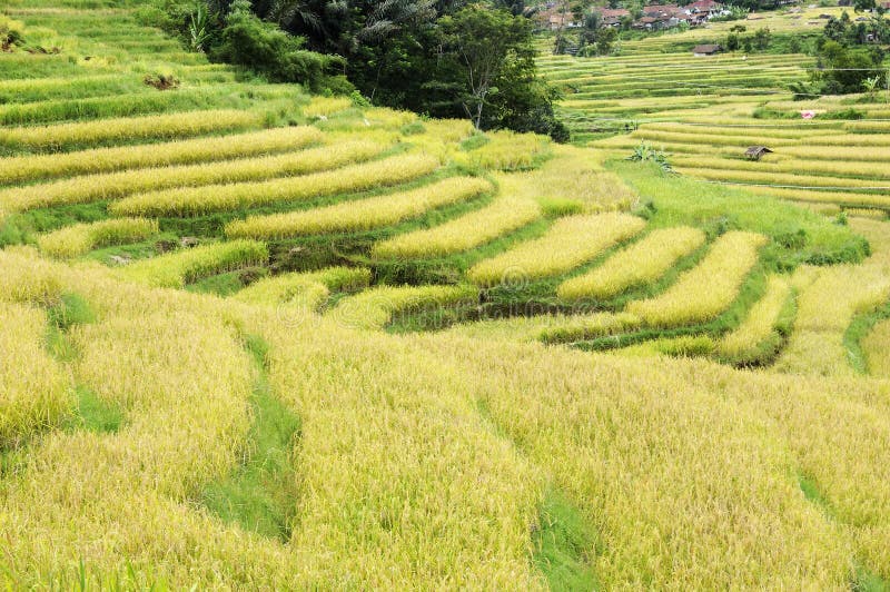 Reisfeld in Asien, stockfoto. Bild von land, field, flora - 6508074