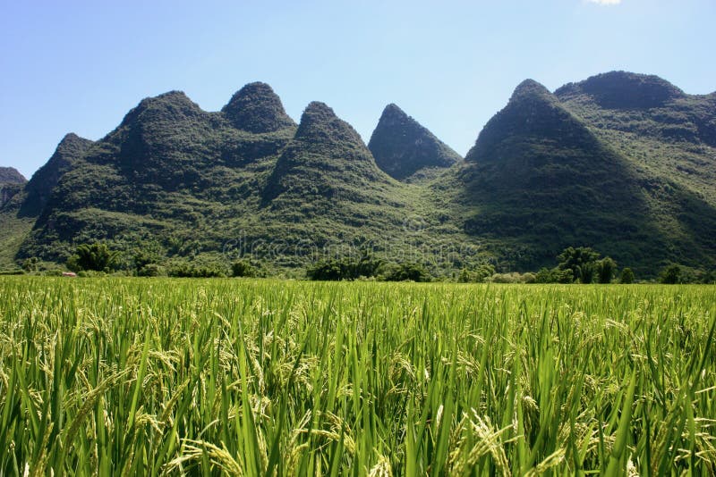 Reisfeld in Guilin, China stockbild. Bild von landschaft - 19049295