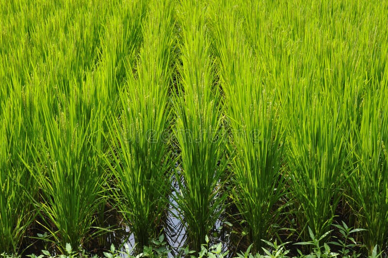 Reis-Feld Reihen stockfoto. Bild von asien, japanisch - 13167882
