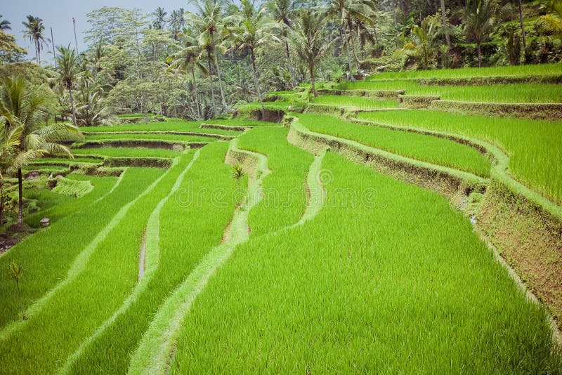 Reis-Felder, Bali, Indonesien Stockbild - Bild von bali, land: 32601005