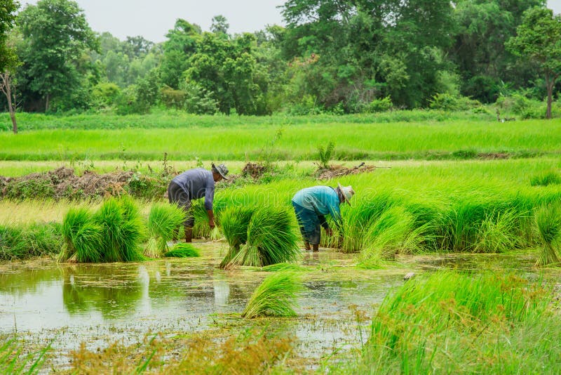 Reis - Getreide-Anlage, Reis-Paddy, Bauernhof, Getreide-Anlage, Weide ...