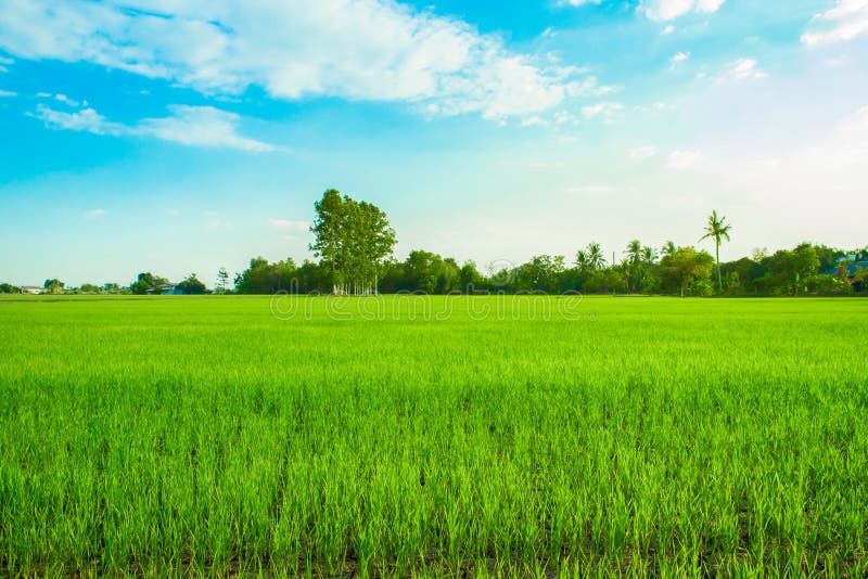 Reis - Getreide-Anlage, Reis-Paddy, Bauernhof, Getreide-Anlage, Weide ...