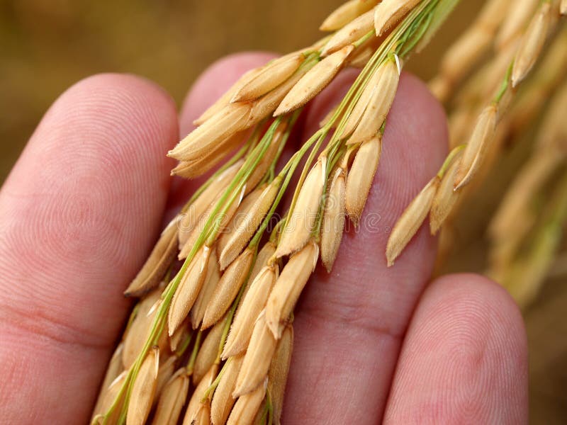 Reis in Der Hand, Zum Nahe Erntezeit Im Reisfeld Zu Zeigen Stockbild ...