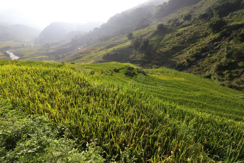 Reisanbau in Sapa, Vietnam stockfoto. Bild von umgebung - 88007148