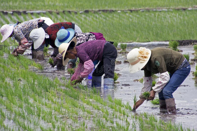 Reisanbau, Xizhou, Yunnan redaktionelles bild. Bild von leben - 102238730