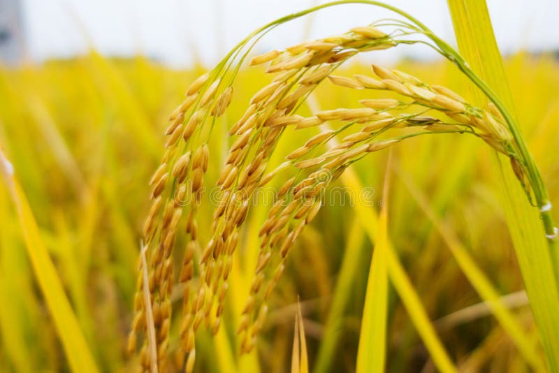Reis-Ernte Vietnam stockfoto. Bild von betrieb, feld - 20645726