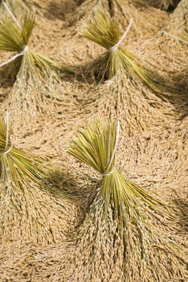 Reisernte stockbild. Bild von bauernhof, tropisch, leute - 16255859