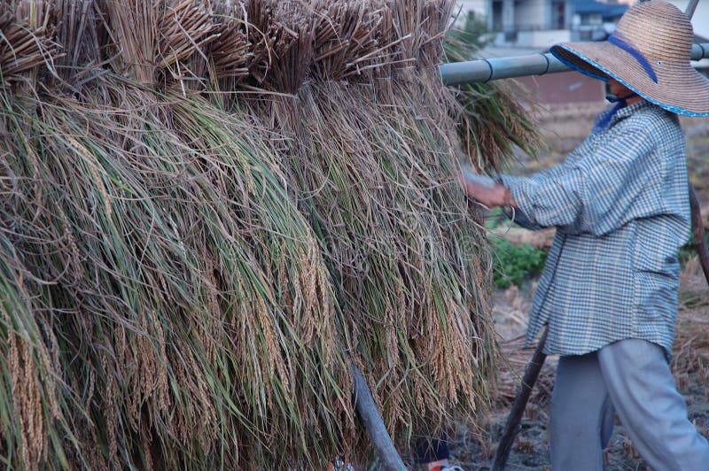 Reis-Ernte stockfoto. Bild von reis, nahrung, handel - 24878394