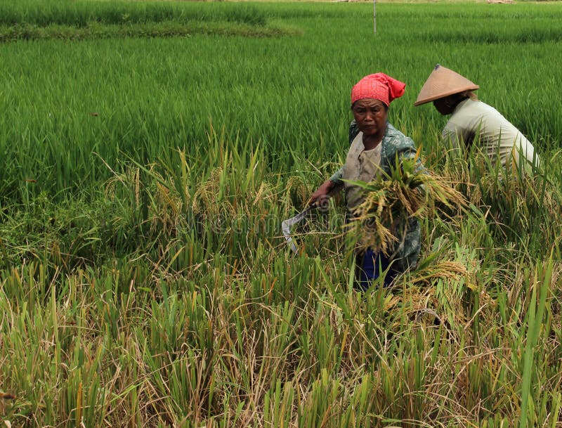 Reisernte, Bali, Indonesien Redaktionelles Stockfotografie - Bild von ...