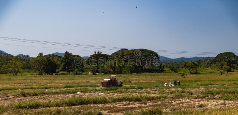 Reisernte auf Sri Lanka stock image. Image of reisfeld - 154178399