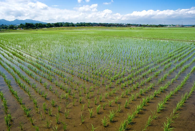 Reisfeld stockfoto. Bild von ernte, grün, land, horizontal - 16842144