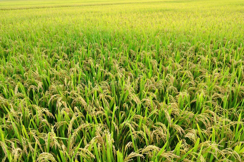 Reisfeld stockfoto. Bild von korn, blätter, blatt, frech - 27142642