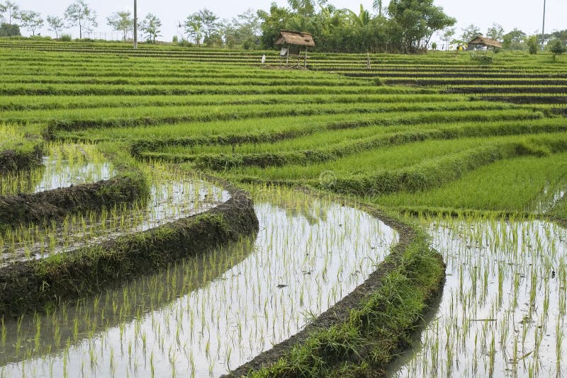 Reisfelder Auf Terrassen, Indonesien (4) Stockfoto - Bild von getreide ...
