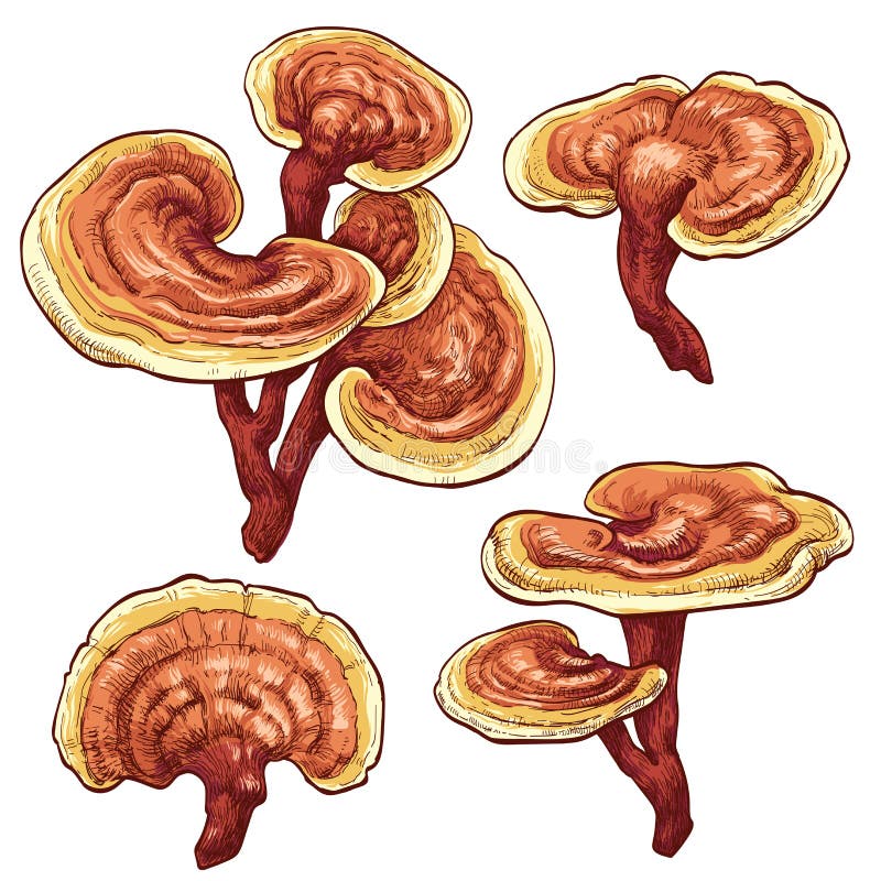 Ganoderma Lucidum Stock Illustrations – 363 Ganoderma Lucidum Stock ...