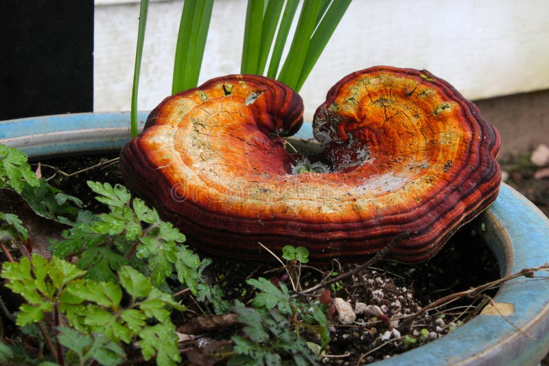 Reishi Mushroom Overhead 05 Stock Photo - Image of mushroom, botanical ...