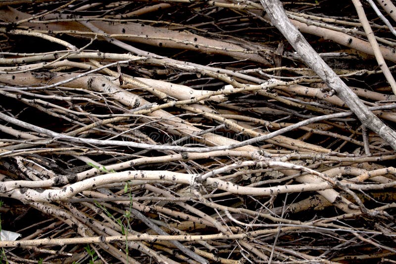Reisig stockbild. Bild von hintergrund, trocken, holz - 32406713