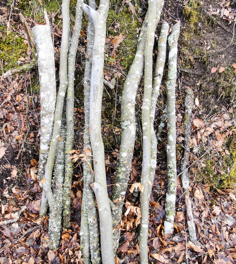 Reisig Stockfotos und Bilder - Laden Sie 6,108 lizenzfreie Fotos herunter