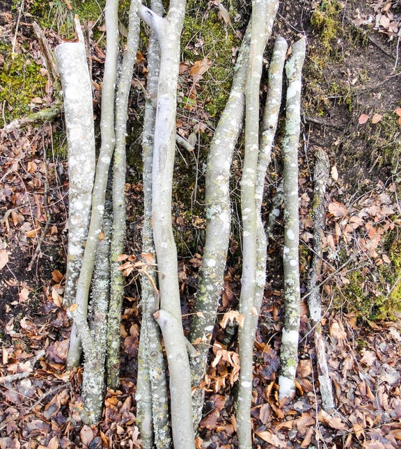 Reisig stockfoto. Bild von bosnisch, wald, nave, reisig - 67427346