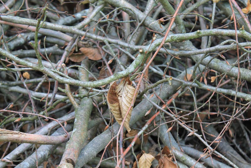 Reisig Stockfotos und Bilder - Laden Sie 6,108 lizenzfreie Fotos herunter