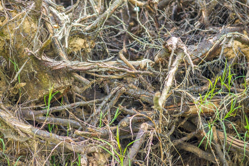 Reisig und Zweige stockbild. Bild von wald, auszug, umgebung - 71914039