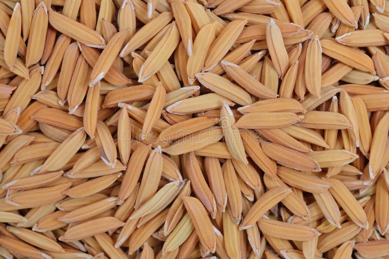 Reiskorn stockfoto. Bild von trocken, saatgut, organisch - 28742714