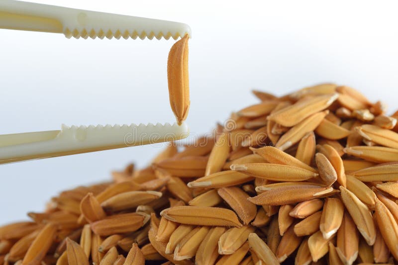 Reiskorn stockbild. Bild von braun, bearbeitung, paddy - 28741905