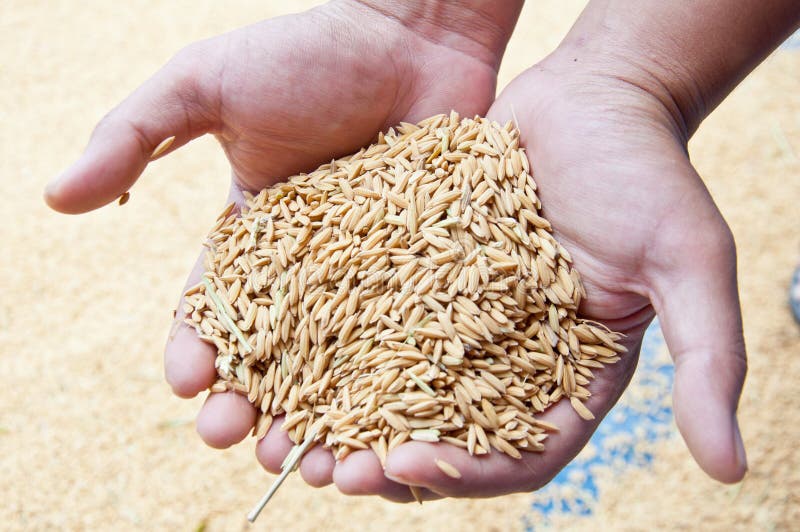 Reiskorn in der Hand stockbild. Bild von reis, bild, horizontal - 22046177
