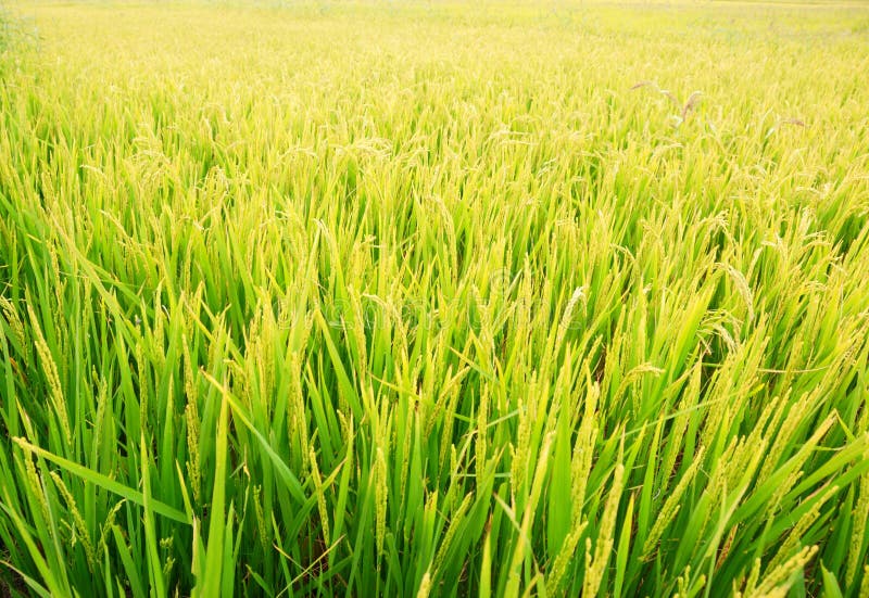 Reispflanze stockbild. Bild von landwirtschaft, feld - 11178619