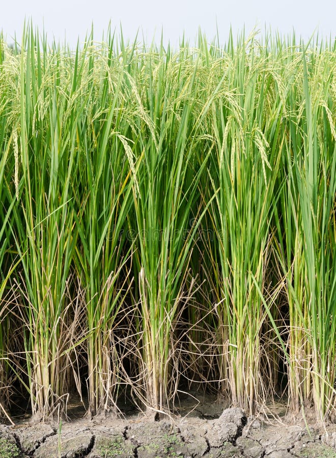 Reispflanze stockfoto. Bild von jahreszeit, getreide - 35020610
