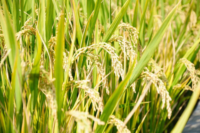 Reispflanze stockbild. Bild von riped, nahaufnahme, betrieb - 45897207