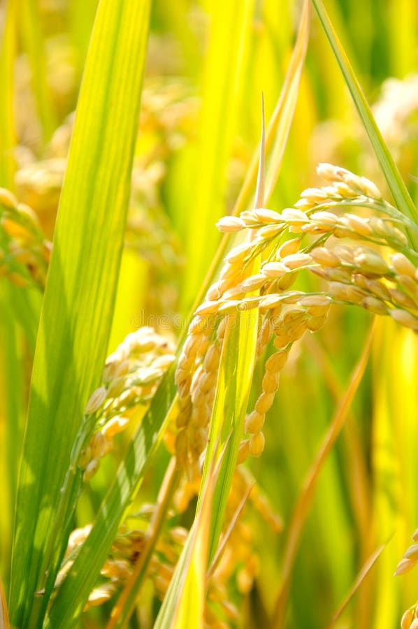 Reispflanze stockbild. Bild von riped, nahaufnahme, betrieb - 45897207