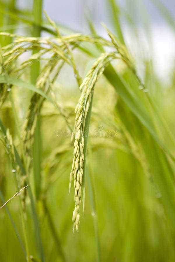 Reispflanze stockbild. Bild von hauptsächlich, grün, getreide - 4693937