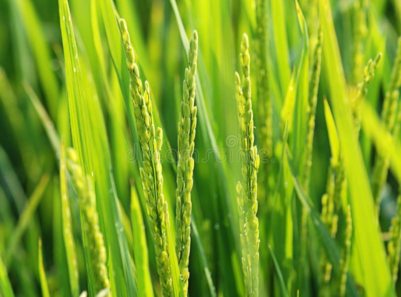 Reispflanze stockbild. Bild von landwirtschaft, feld - 11178619