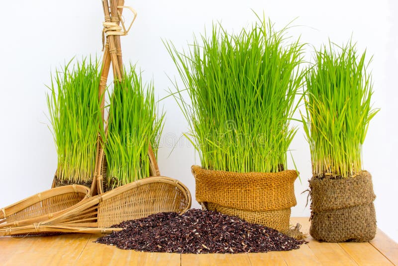 Reispflanze stockfoto. Bild von wachstum, organisch, felder - 71438028