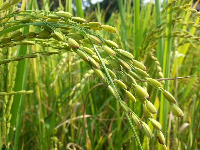 Reispflanze stockfoto. Bild von bauernhof, seed, bearbeitung - 35020610