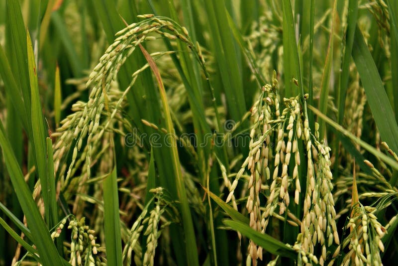 Reispflanze-Abschluss oben stockbild. Bild von bauernhof - 14003547