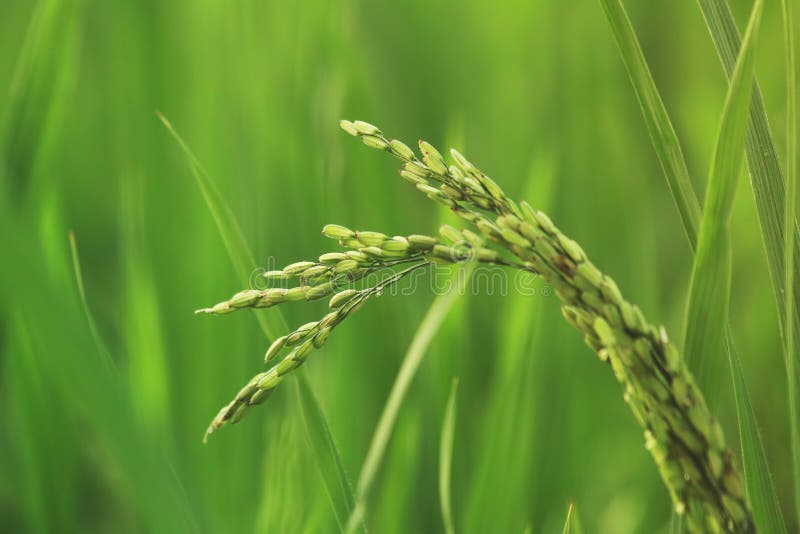 Reispflanze auf dem Gebiet stockbild. Bild von orientalisch - 61102167