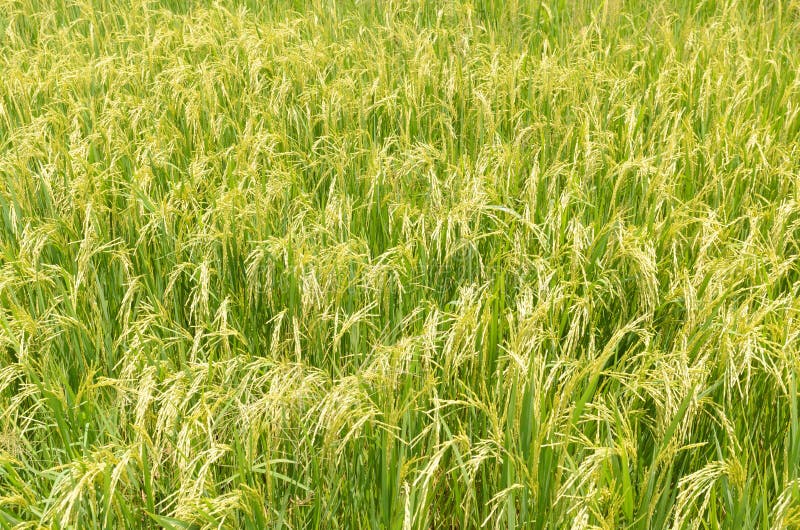 Reispflanze stockfoto. Bild von jahreszeit, getreide - 35020610