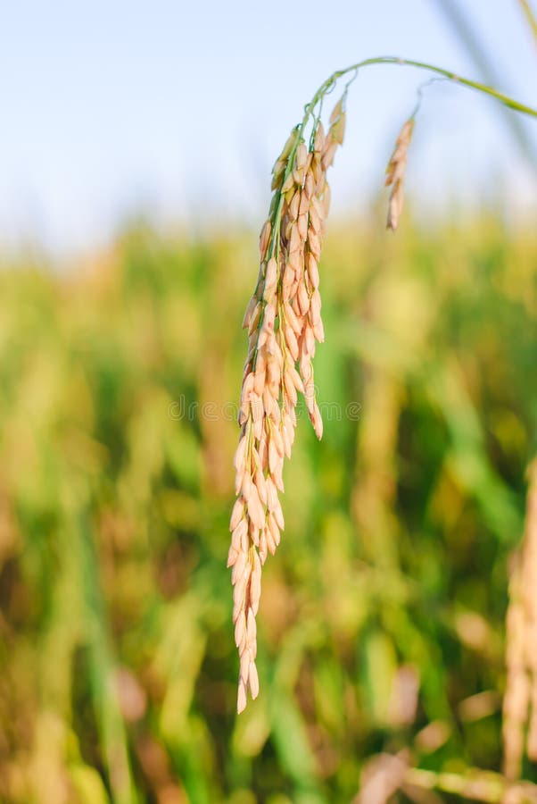 Reispflanze Auf Dem Reisgebiet Stockbild - Bild von landwirtschaft ...