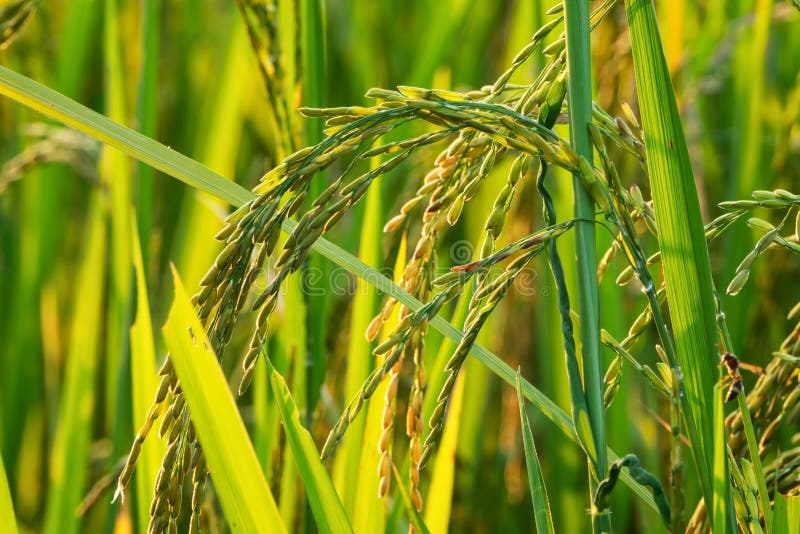 Reispflanze stockbild. Bild von hauptsächlich, grün, getreide - 4693937