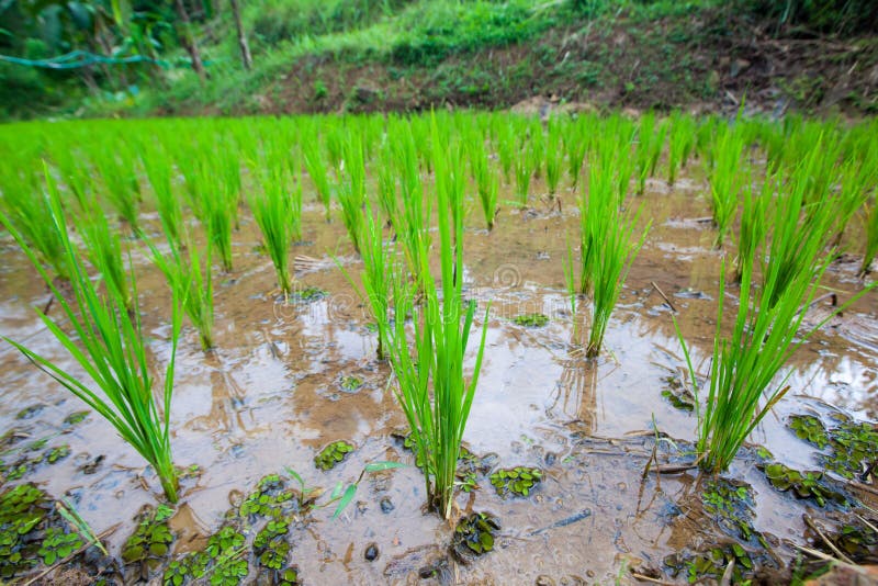 Reispflanze mit Weitwinkel stockfoto. Bild von frech - 39804454