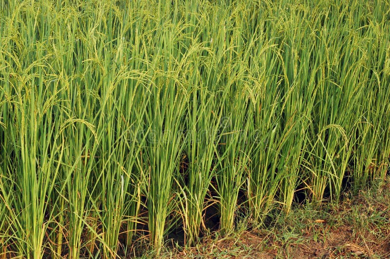 Reispflanzen stockbild. Bild von hitze, reis, feld, betrieb - 16347447