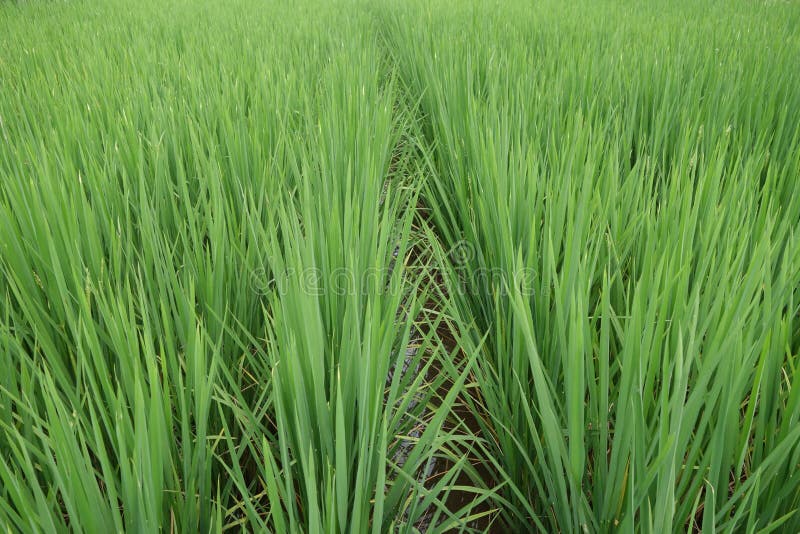 Reispflanzen stockfoto. Bild von frech, reis, wiese, paddy - 33735938