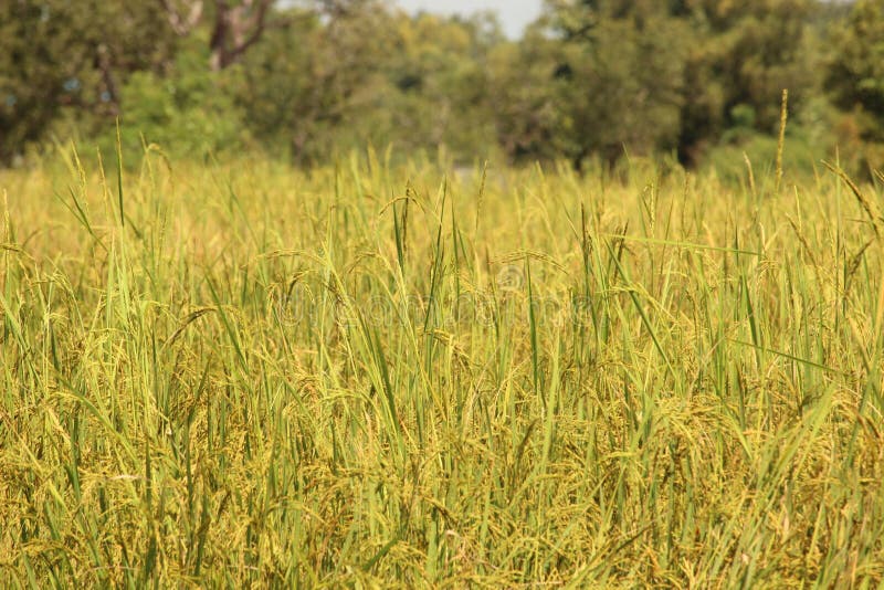 Reispflanzen Auf Dem Gebiet Stockbild - Bild von bauernhof, nave: 104327197