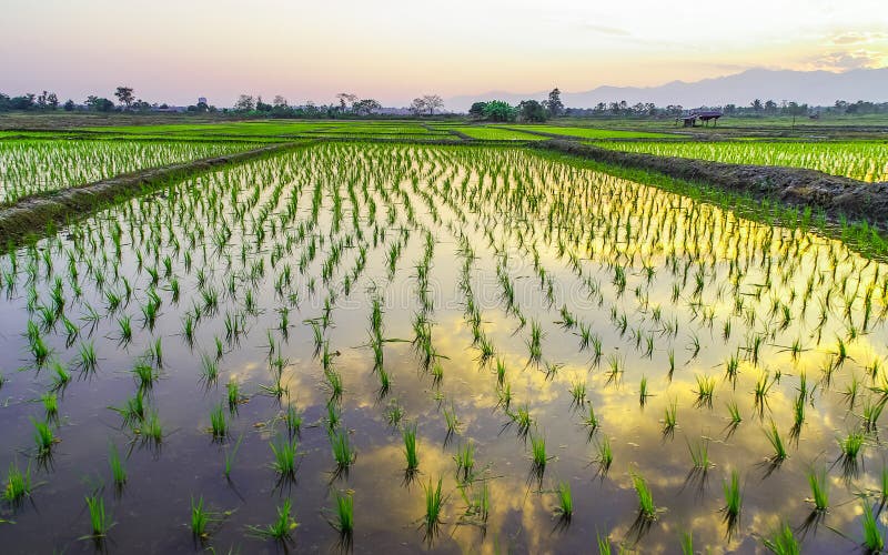 Reisreisfelder stockbild. Bild von pflegen, muster, asiatisch - 31095793