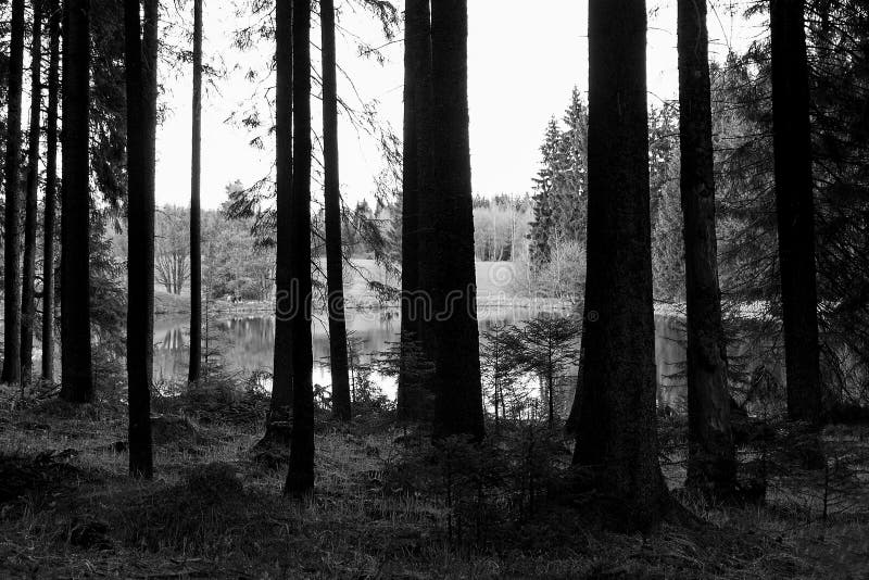 36,381 2021 Forest Stock Photos - Free & Royalty-Free Stock Photos from ...
